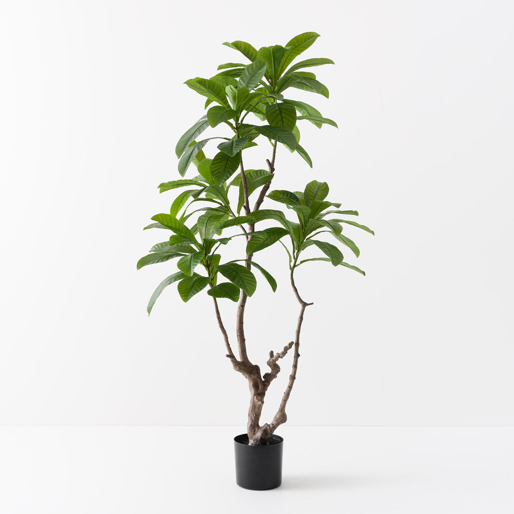 Artificial Loquat Tree Green 183cm - Pack of 2 — Flora Designs Australia