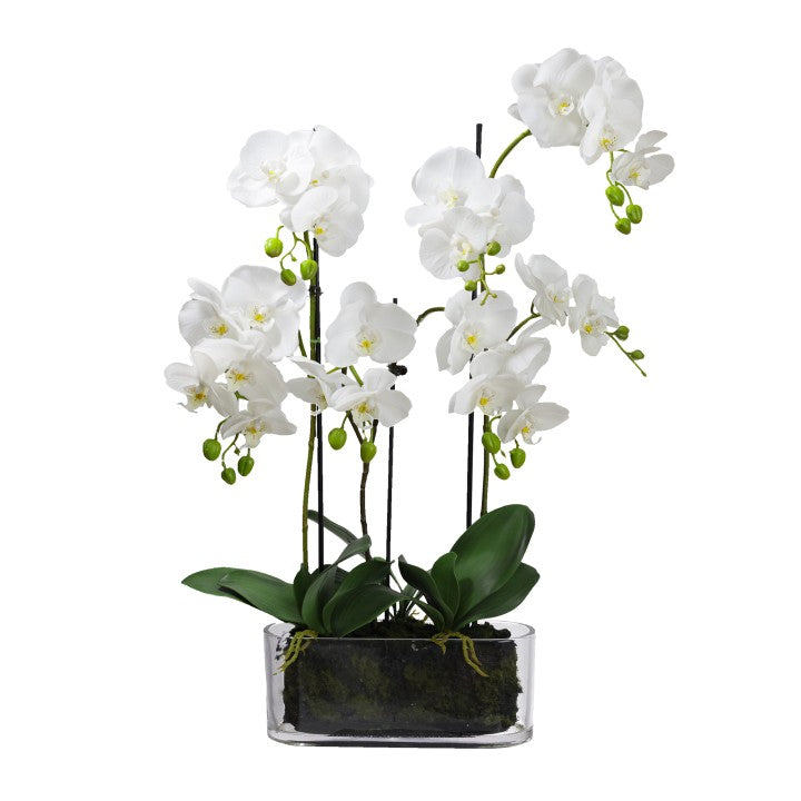 Artificial Orchid in Flat Glass 70cm — Flora Designs Australia