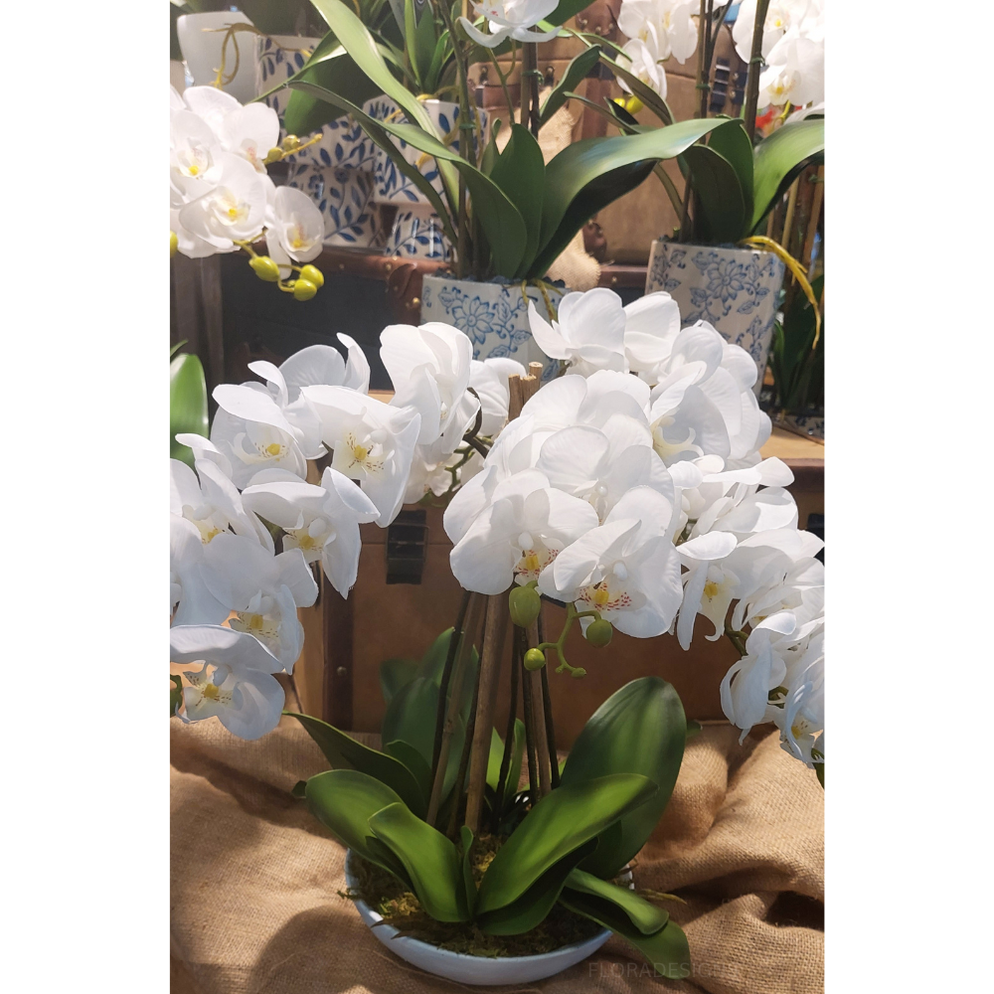 Artificial Phal Orchid In White Bowl 45cm — Flora Designs Australia