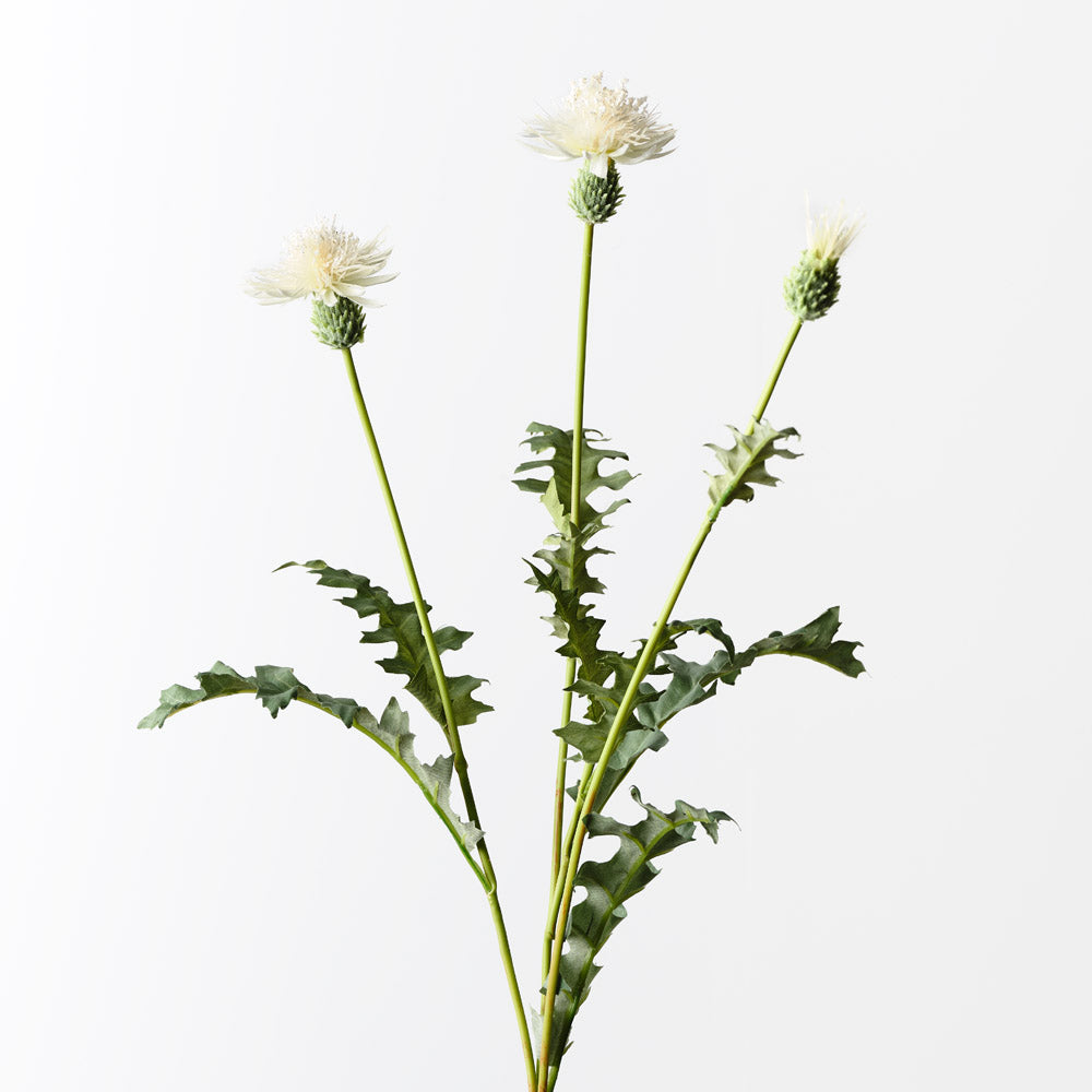 Thistle Spray White 63cm - Pack of 12 — Flora Designs Australia