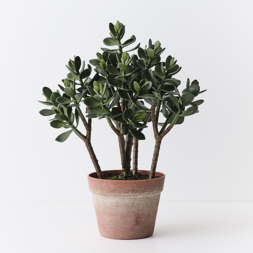 Artificial Jade Plant Green 50cm — Flora Designs Australia