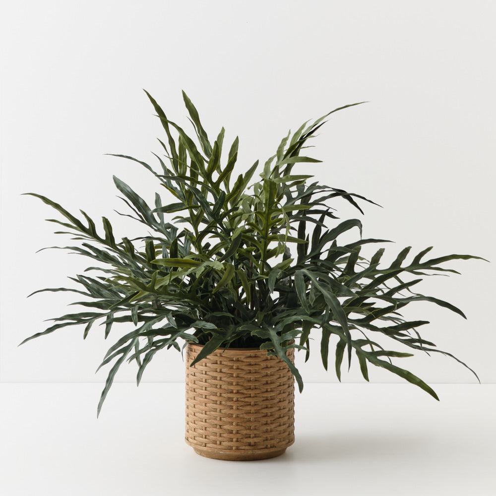 Buy Fern Snake Leaf Plant Grey Green 76cm | Premium Evergreen Decor ...