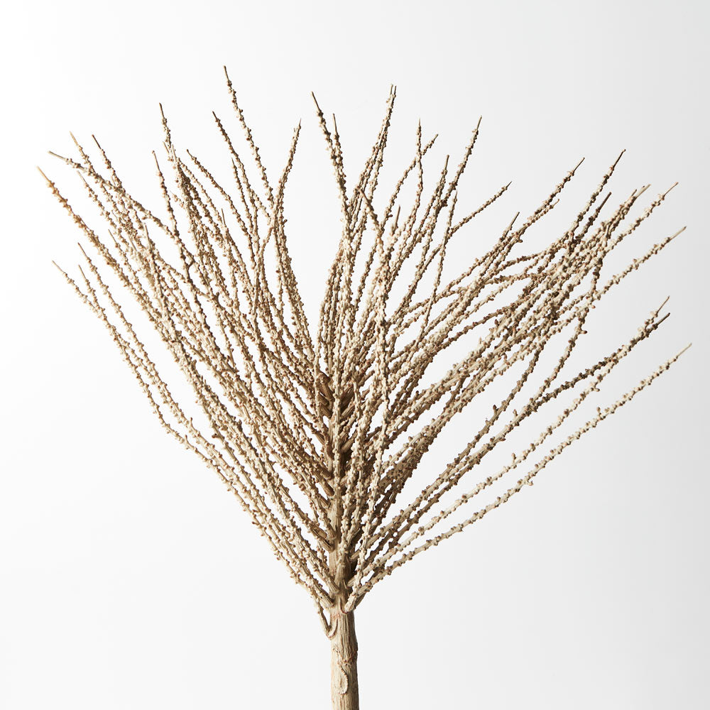 Artificial Palm Alexandra Fringe Cream Brown 77cm - Pack of 6 — Flora ...