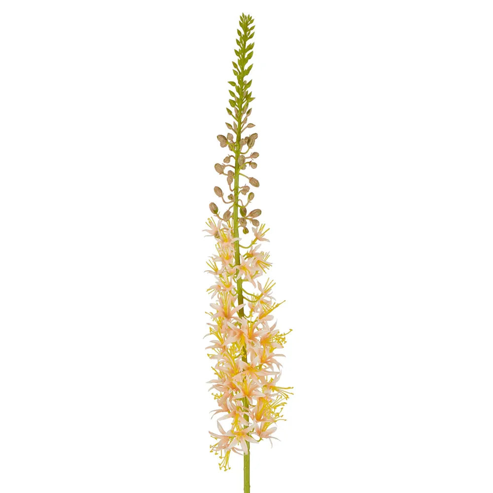 Artificial Eremurus Foxtail Stem Peach 107cm Pack of 12 — Flora Designs ...